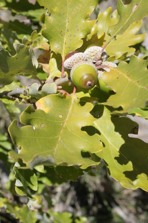 Leaves and Acorns of Pubescent Oak Stock Photo - Image of fruit ...