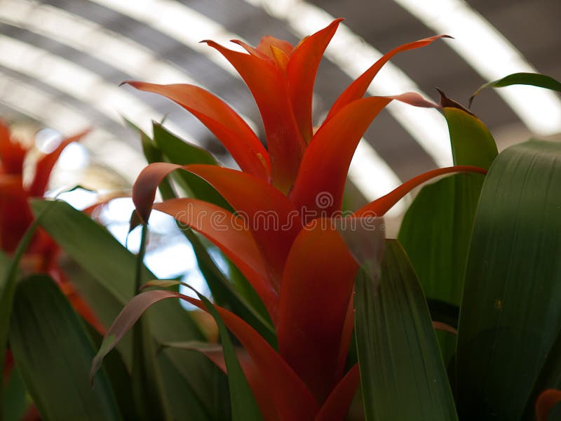 Leaves Aechmea fasciata. stock image. Image of blossom - 92691551