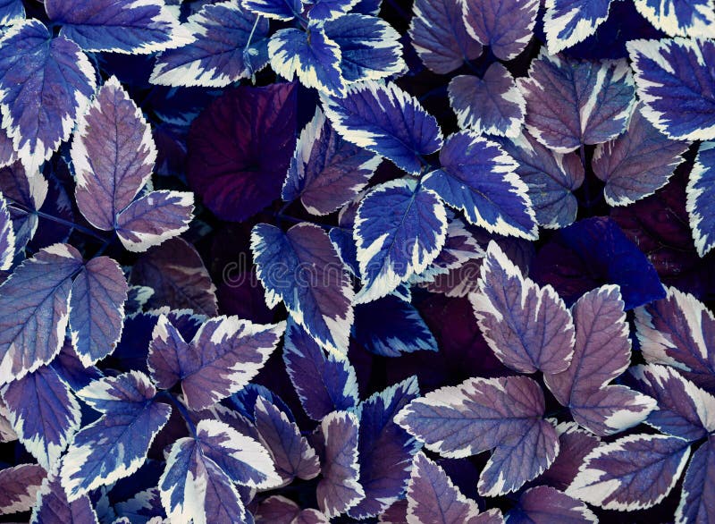 Leaves Aegopodium Podagraria, Top View Stock Image - Image of nature ...