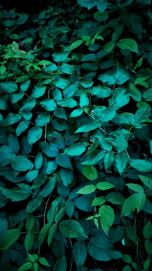 Leaves Aesthetics. Dark Green Emerald Leaves Stock Photo - Image of ...