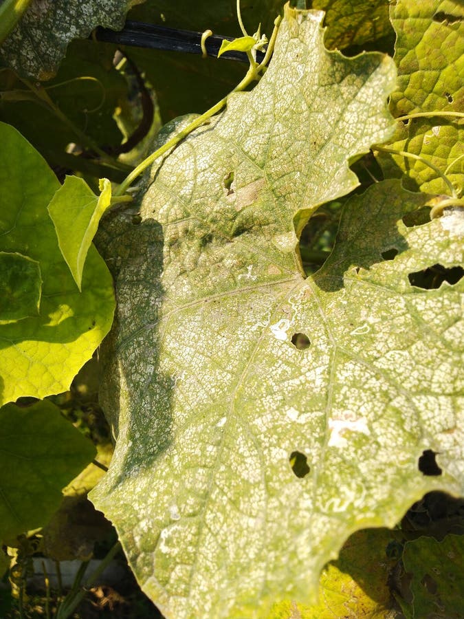 Leaves Affected by Mealy Bugs Stock Photo - Image of affected, leaving ...
