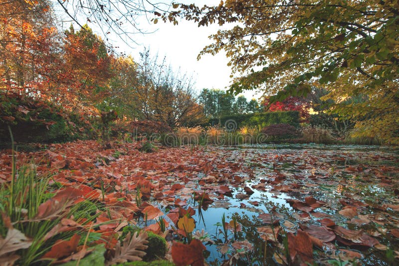 Leaves Afloat by the Pond in Autumn Stock Image - Image of seasons ...