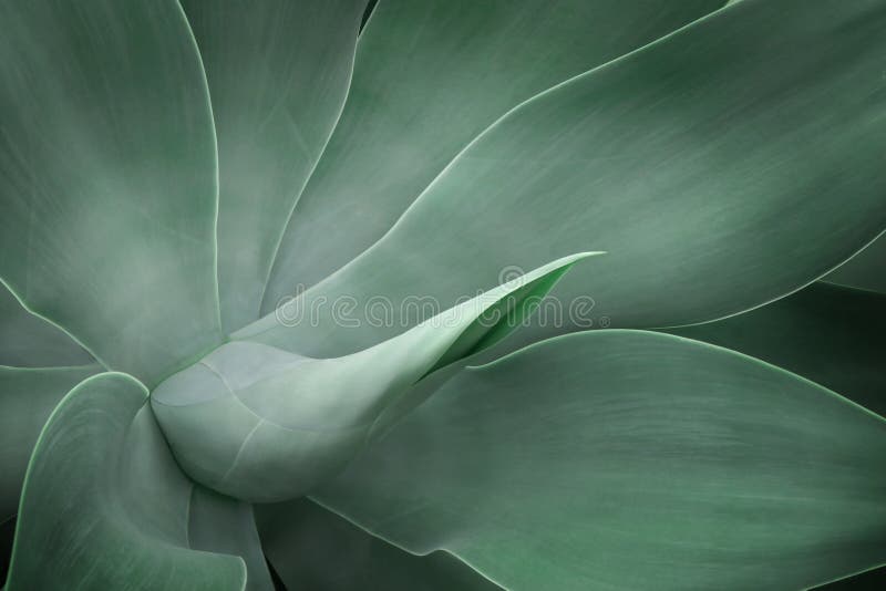 Leaves of Agave Plant As Abstract Natural Texture Background Stock ...