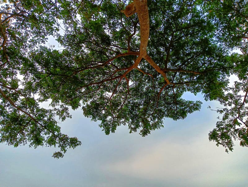 Albasia Tree Stock Photos - Free & Royalty-Free Stock Photos from ...