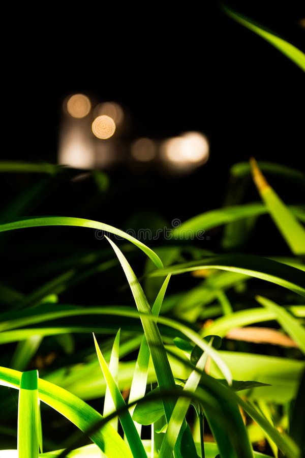 Leaves alive stock image. Image of backdrop, blur, landscape - 82939913