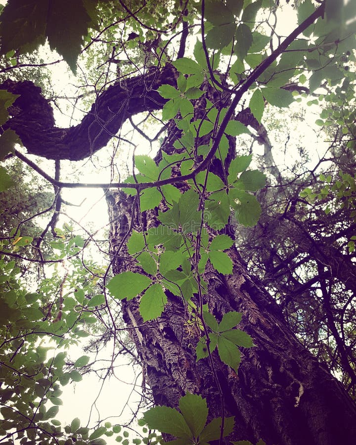 Leaves stock photo. Image of beautiful, tree, amazing - 79622318