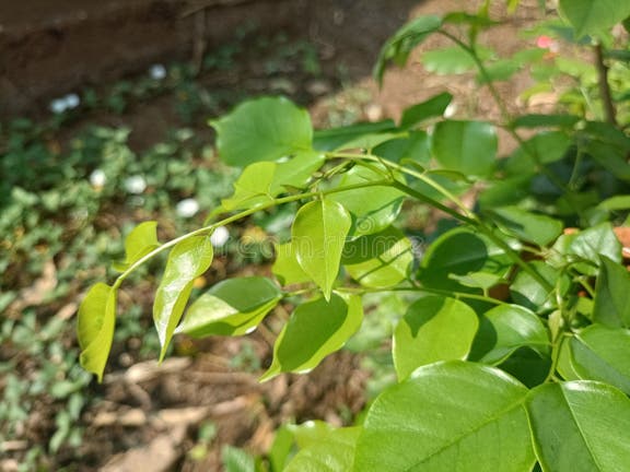The Leaves of the Angsana Tree with the Latin Name Pterocarpus Indicus ...