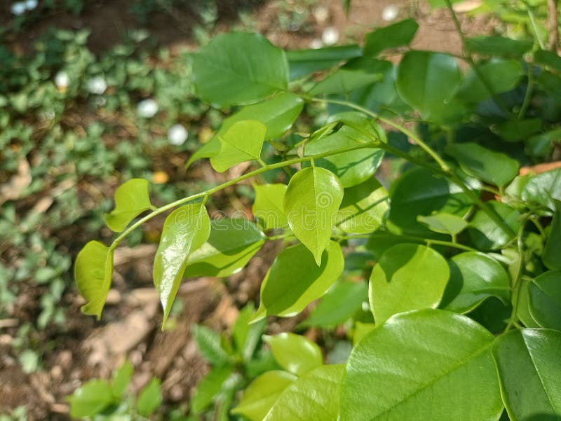 The Leaves of the Angsana Tree with the Scientific Name Pterocarpus ...