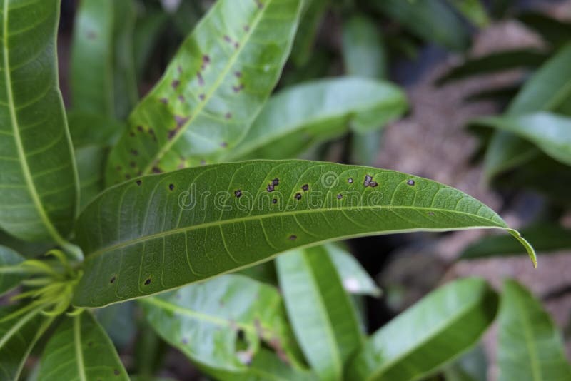 Plant Disease, Mango Leaves Disease Stock Photo - Image of garden ...