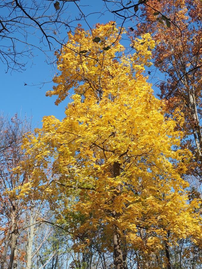 The Leaves Appear To Be Golden As the Sun Casts Its Rays on the Tree ...