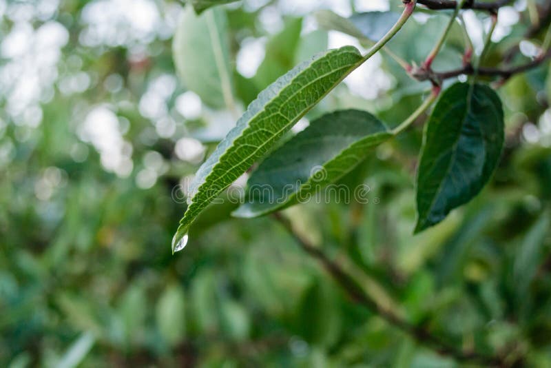 Leaves of apple stock image. Image of autumn, freshness - 79417923