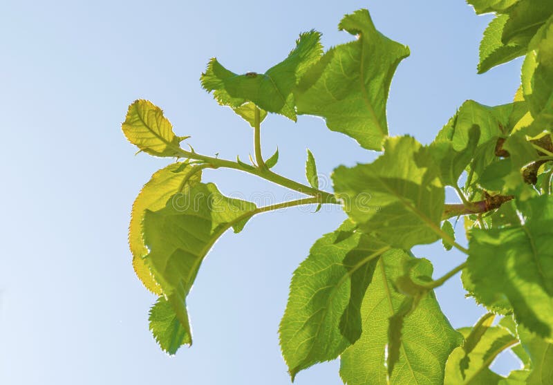 Leaves of an Apple Tree in Spring in Sunlight Stock Image - Image of ...