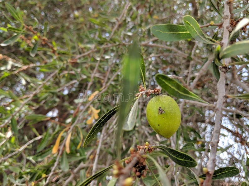 The Leaves of the Argan Tree of Morocco Stock Image - Image of argan ...