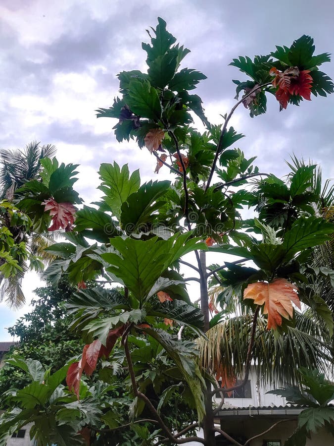 The Leaves of the Artocarpus Camansi Tree are Green and Brownish Stock ...