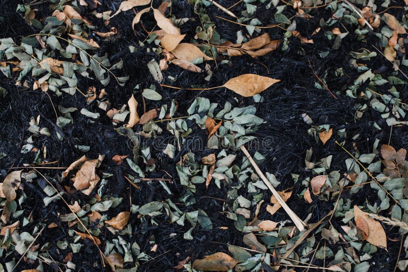 The Leaves of the Ash after the Fire Stock Photo - Image of bonfire ...