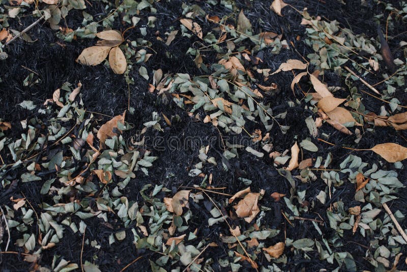 The Leaves of the Ash after the Fire Stock Image - Image of destruction ...