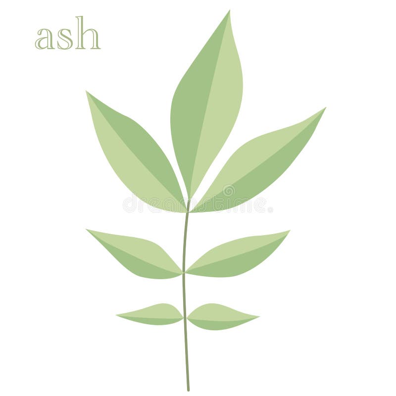 Leaves of the Ash Tree with Vector Stock Vector - Illustration of tree ...