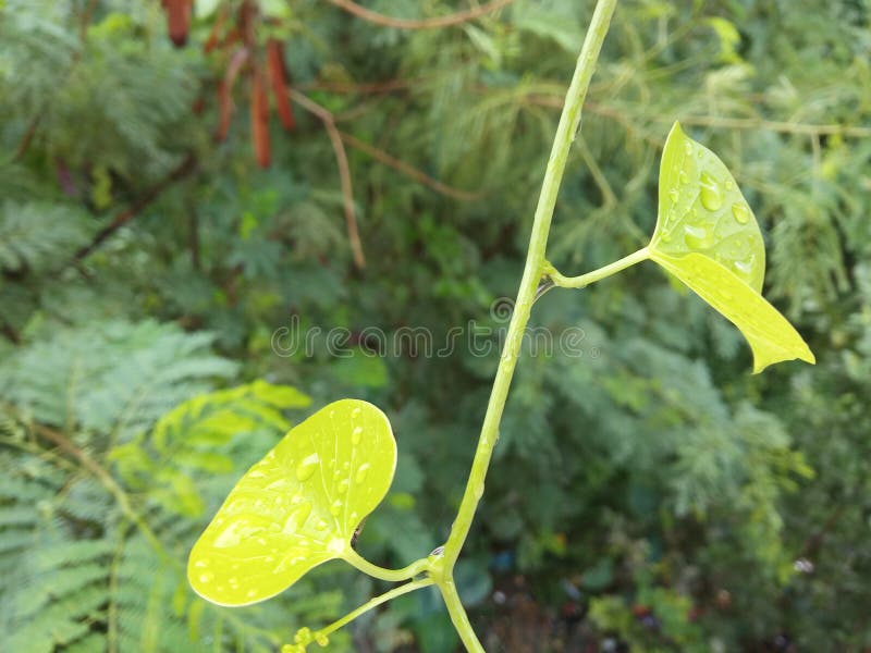Leaves Attached stock image. Image of connected, strings - 122171657
