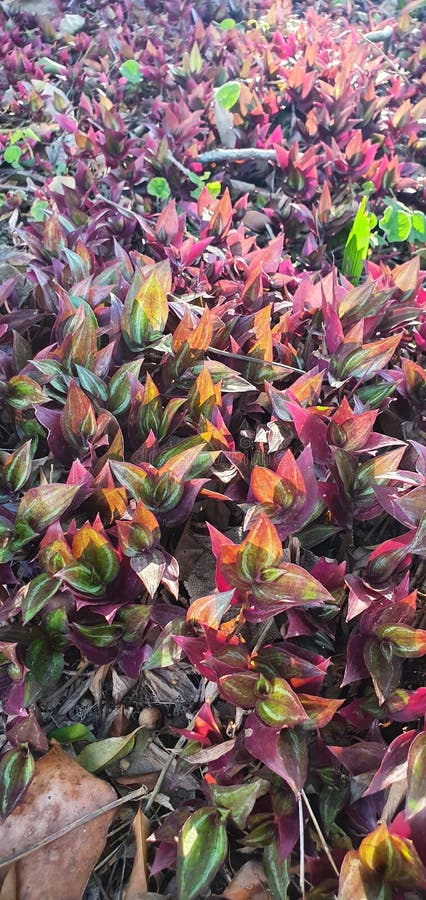 Leaves autum texture stock photo. Image of blossom, autum - 260672276