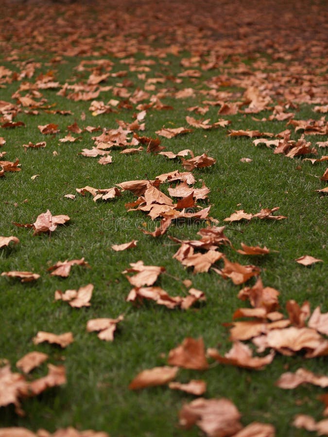 Leaves in autumn stock photo. Image of lush, autumn, grass - 773184