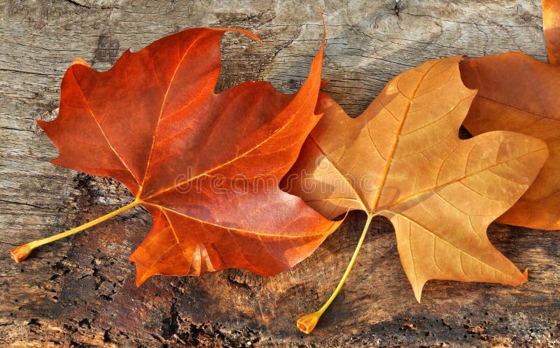 Leaves in autumn colors stock photo. Image of nature - 21980456
