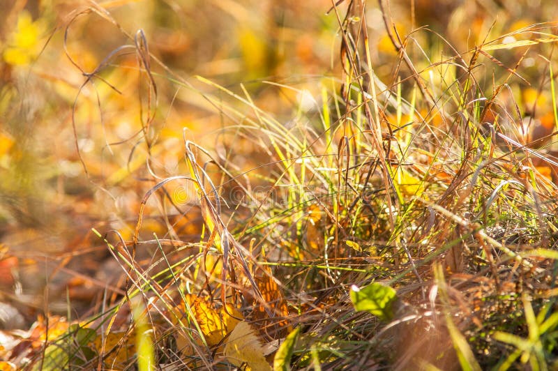 The Leaves in the Autumn Magic Forest Stock Photo - Image of maple ...