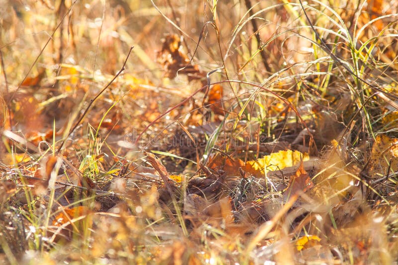 The Leaves in the Autumn Magic Forest Stock Photo - Image of nature ...