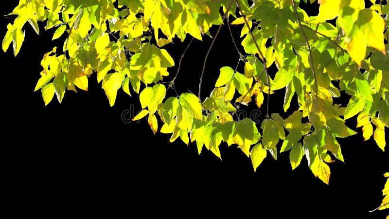 Alpha channel tree leaves stock footage. Video of environment - 100880512