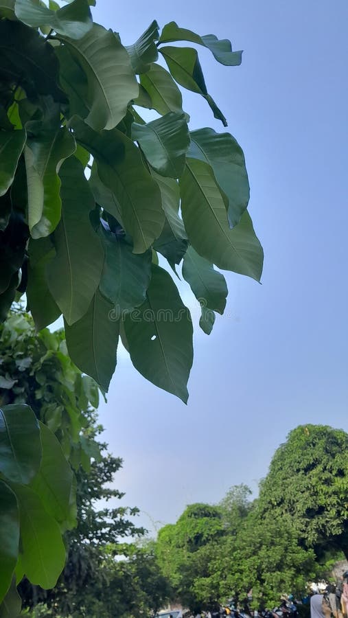 Leaves with Back Ground of Blue Sky Stock Image - Image of leaves ...