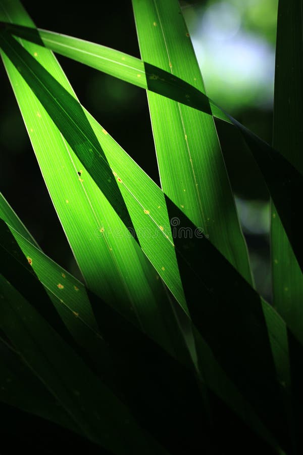 Leaves in back light stock photo. Image of greenery, light - 21493158