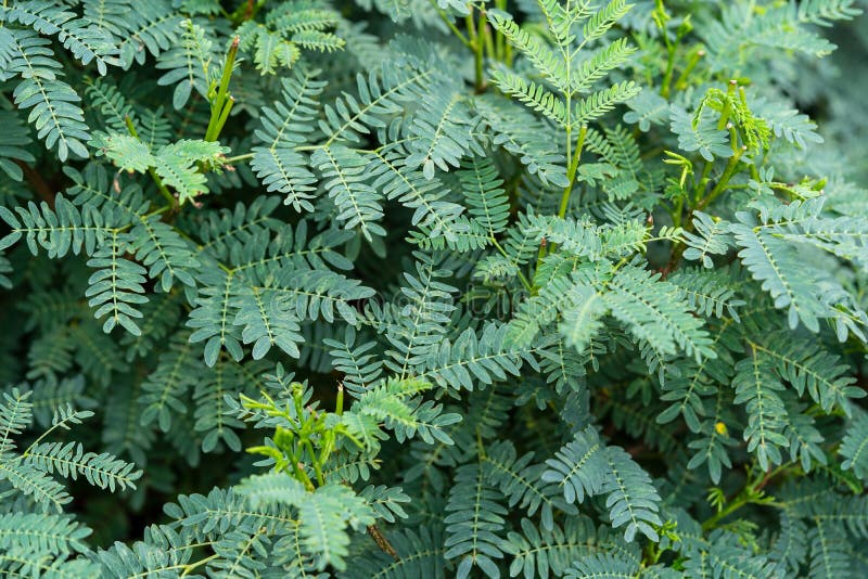 The Leaves Background of the Acacia Tree Stock Image - Image of leaf ...