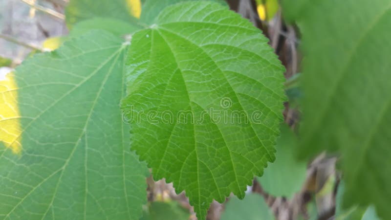 Leaves Background with Green Leaflets Stock Photo - Image of background ...