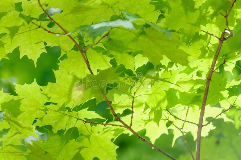 Leaves background stock image. Image of trees, canada - 41151461
