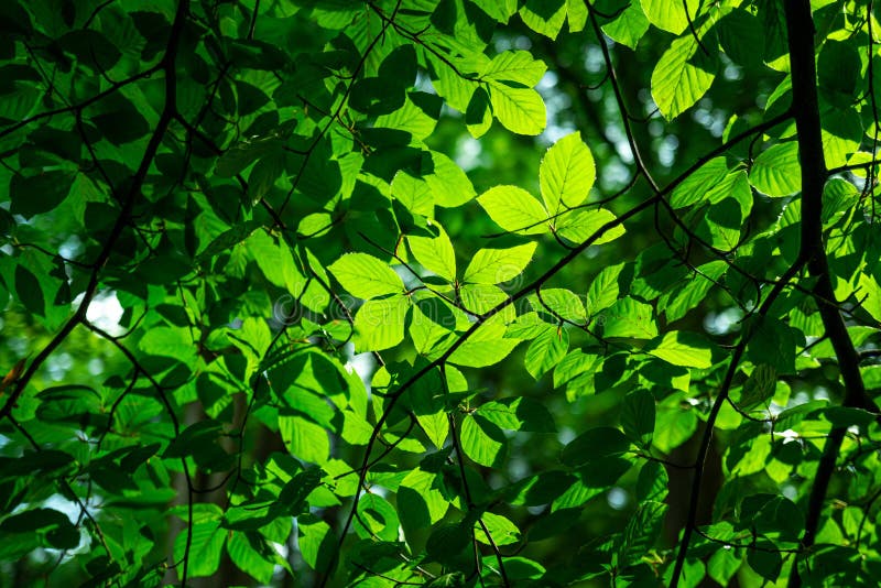 Leaves Background. Green Nature Background. Green Leaf in Forest. Green ...