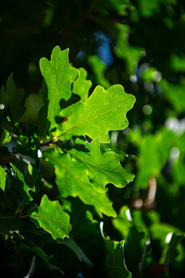 Leaves Background. Green Nature Background. Green Leaf in Forest. Green ...
