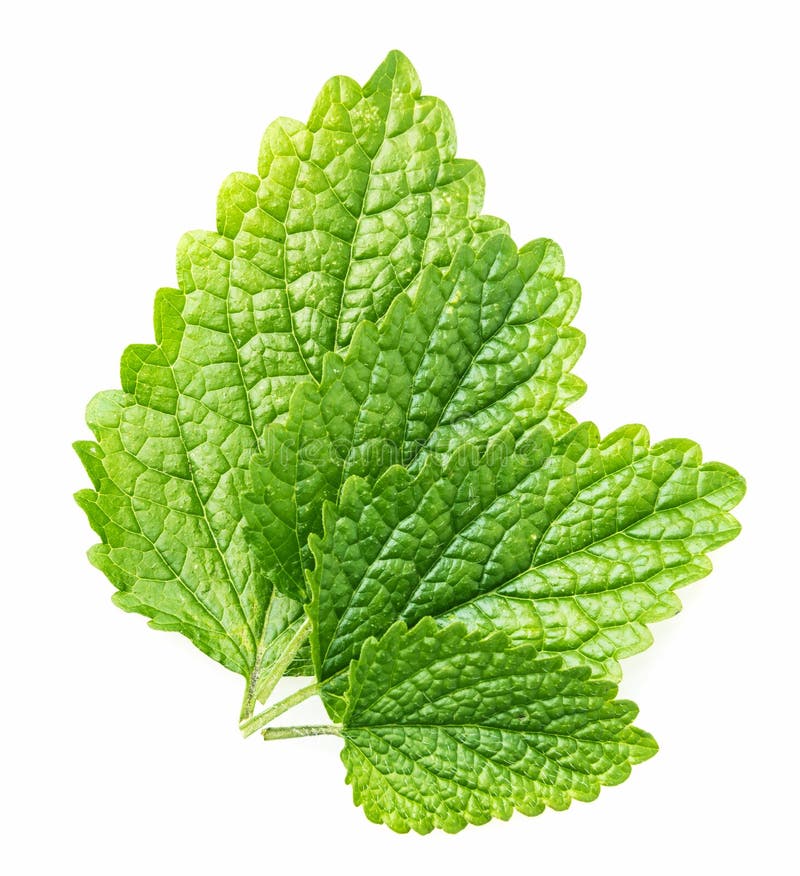 Leaves of balm stock image. Image of arranged, health - 33571699