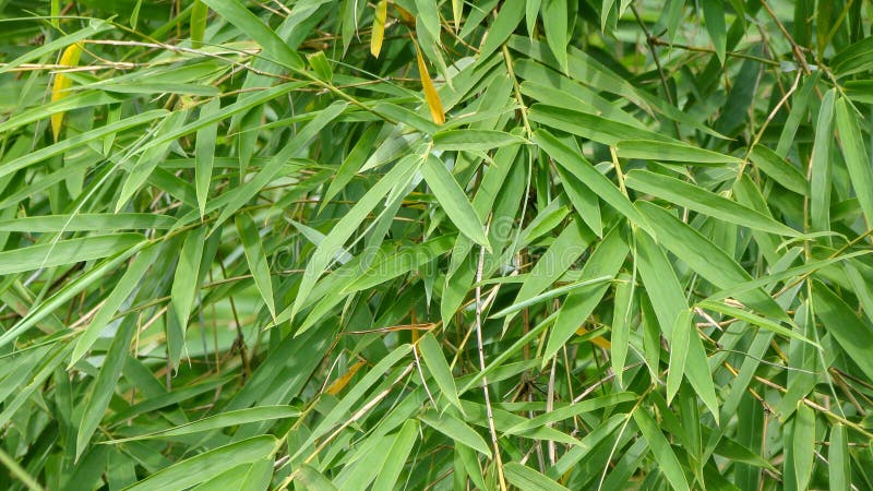 Leaves of bamboo plant stock photo. Image of bamboo, tree - 70361702