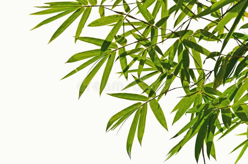 Leaves of Bamboo on White Background Stock Photo - Image of wallpaper, design: 104921462