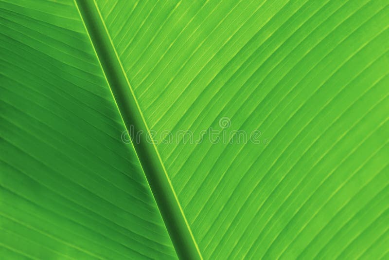 The Leaves of the Banana Tree Textured Abstract Background Stock Photo ...