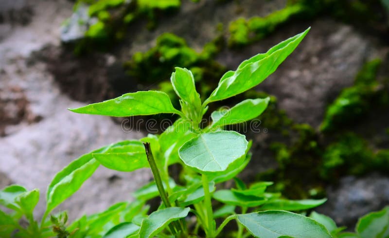 Leaves of the Basil Herbal Plant from Indonesia Stock Photo - Image of ...