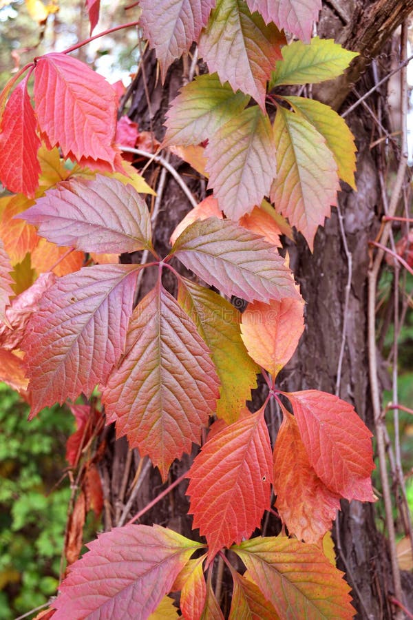 Leaves of the beautiful stock photo. Image of plant, autumn - 33209474