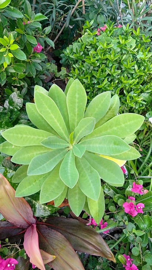 Beautiful Buds of White Roses on a Purple Background. Floral Border ...