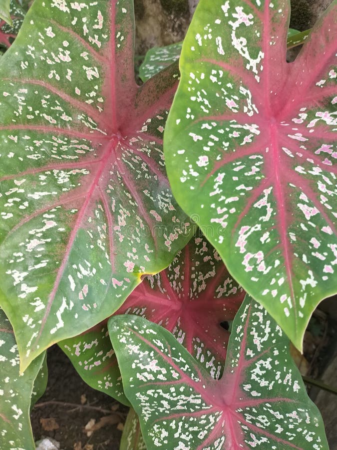 Leaves with Beautiful Color Combinations Stock Image - Image of leaves ...