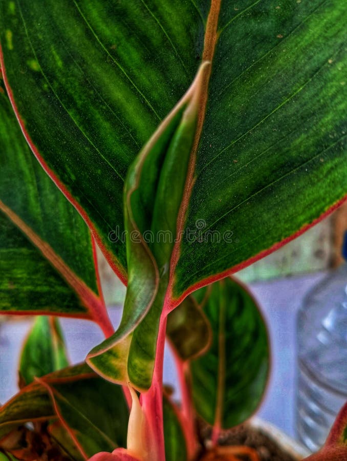 Leaves with Beautiful Colors for Your Cellphone Wallpaper Stock Image ...