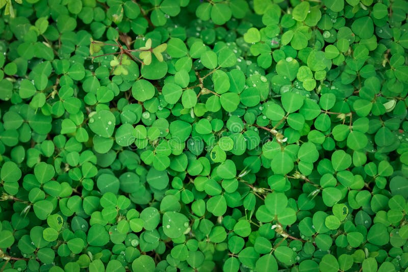 Leaves stock image. Image of light, leafs, forest, decoration - 79861905