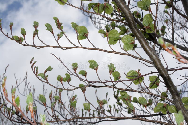 Leaves of beech in spring stock photo. Image of flora - 86136476