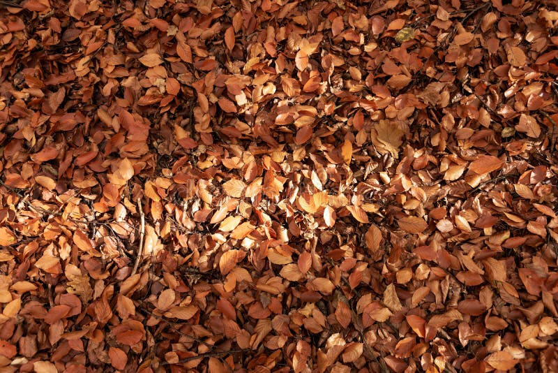 Leaves of the Beech Tree on the Forest Floor Stock Photo - Image of ...