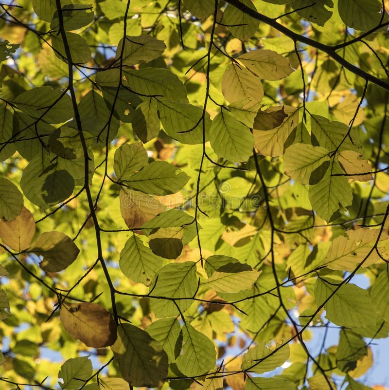 Leaves of beech tree stock image. Image of feeling, summer - 104123115