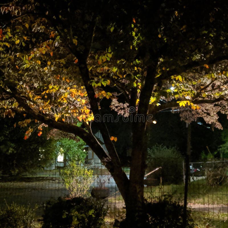 When the Leaves Begin To Fall Stock Image - Image of tree, life: 164280637