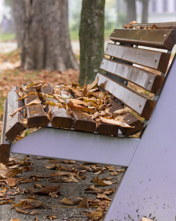 Leaves on a bench stock image. Image of outdoor, foliage - 61560131